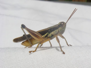 Actividades - Liceo Quial: El Grillo