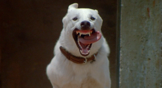 Lost in the Movies: White Dog