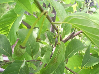 Ayo berkebun: Mencegah Rontok Bunga Srikaya Jumbo