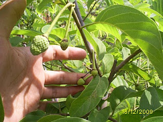 Ayo berkebun: Mencegah Rontok Bunga Srikaya Jumbo