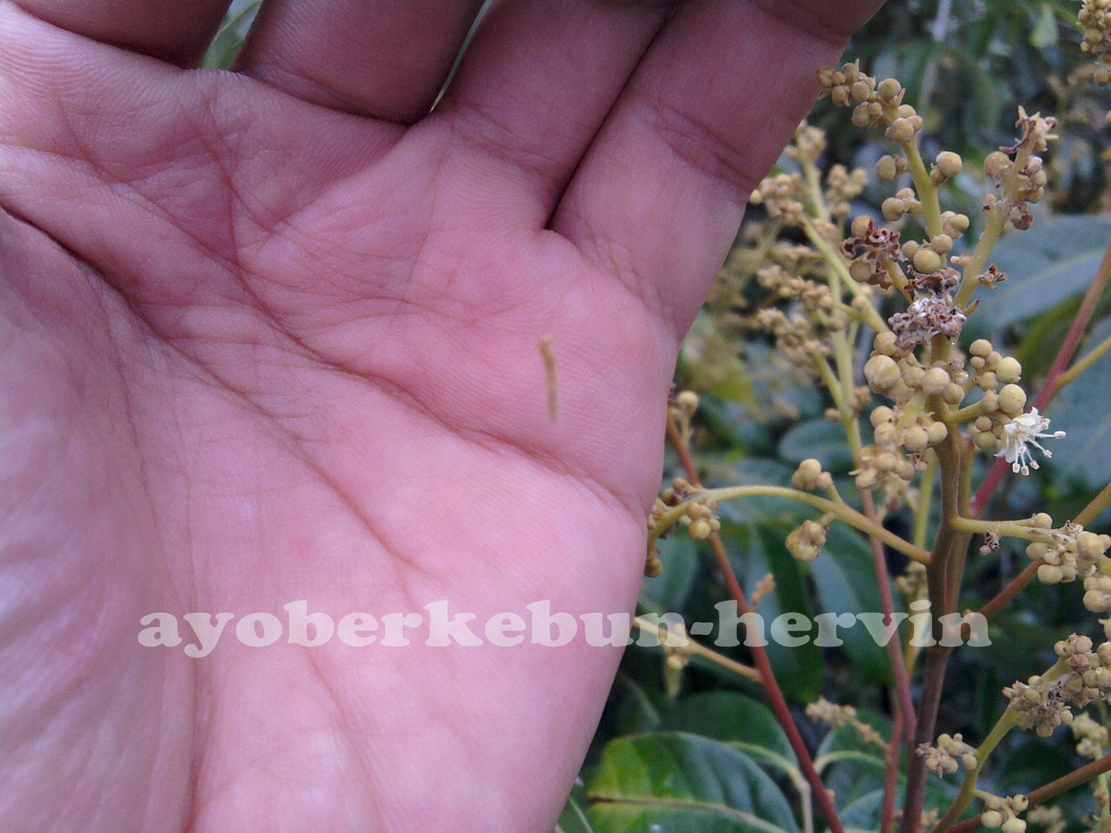 Ayo berkebun: Kali ini Hama BUNGA Lengkeng....