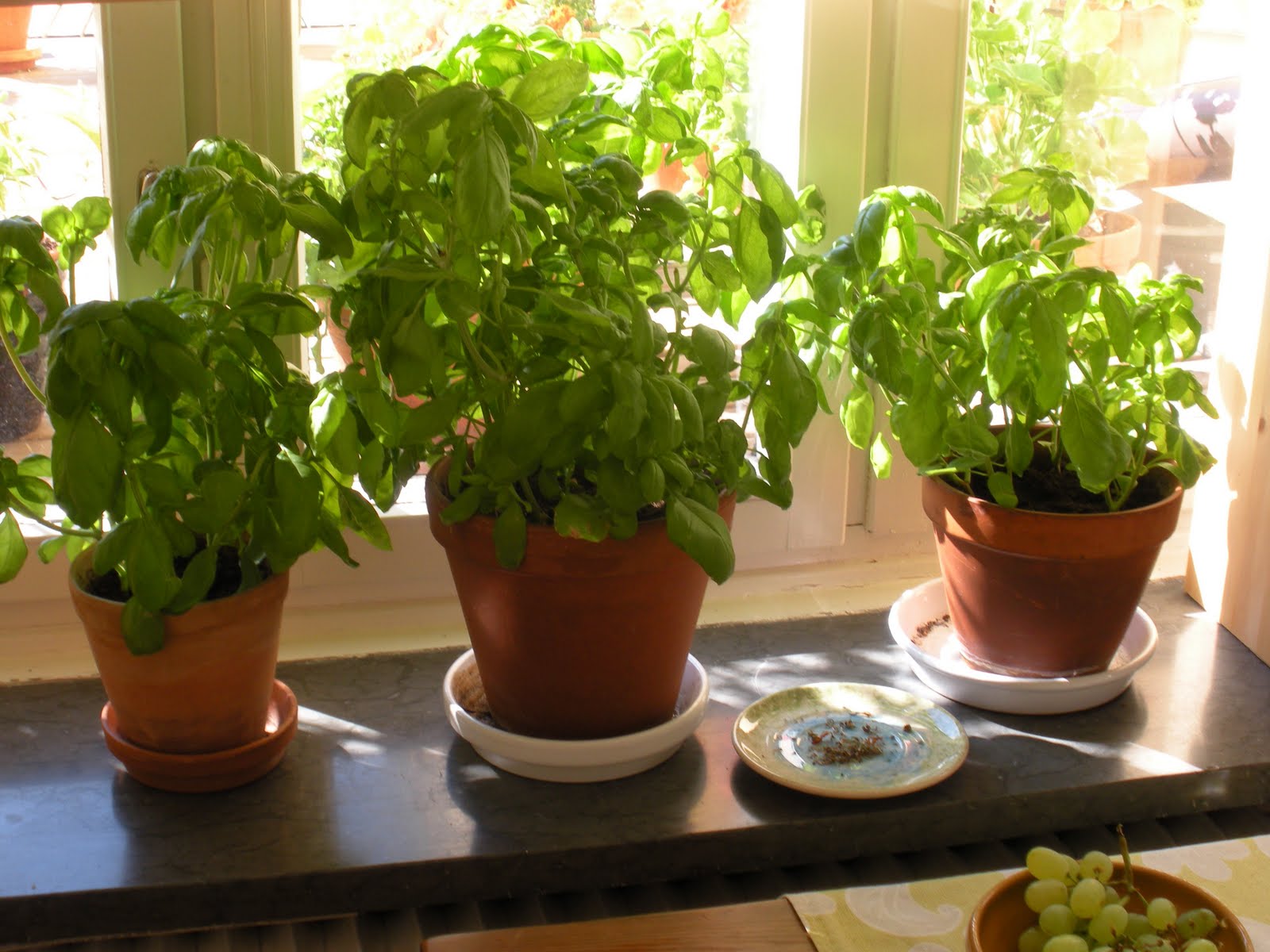 kråkspark: Odla basilika i söderfönster.