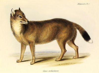 The enigmatic Malvinas (Falklands) fox-wolf or warrah | Patagonian monsters
