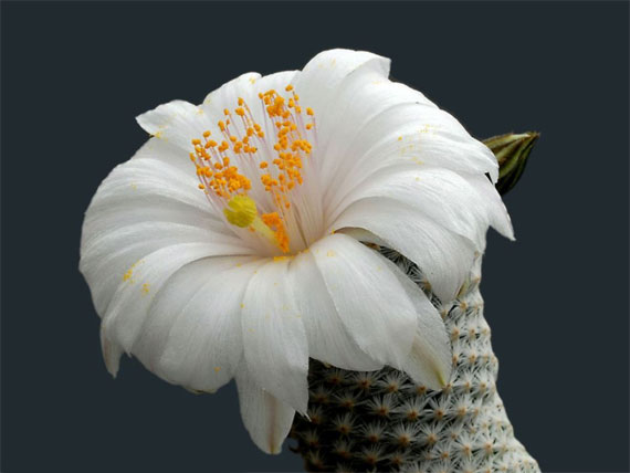 The most beautiful cactus flower. | World of fun