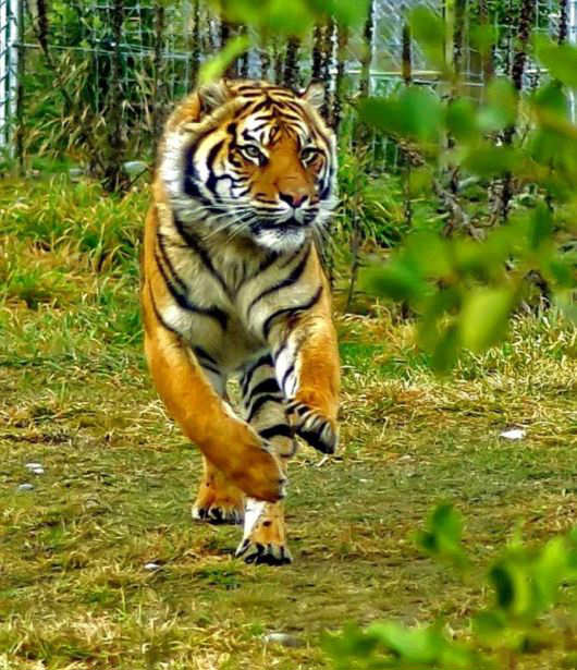 World's Most Beautiful Tiger - Sumatran Tiger