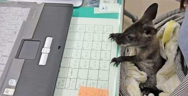 Animals Using Computer