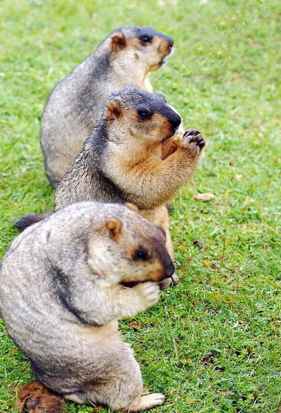 Feeding Groundhogs in Tibet