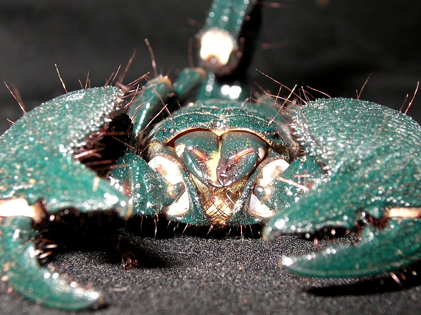 Movement In Still Life: emperor scorpion
