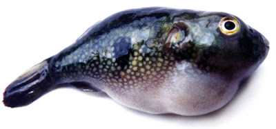 World wide picture: Bangladeshi potka fish