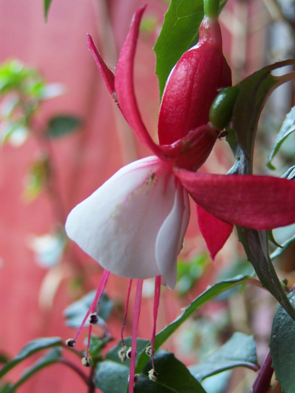 THE VENAT LIFE SHOW: Cercelusi