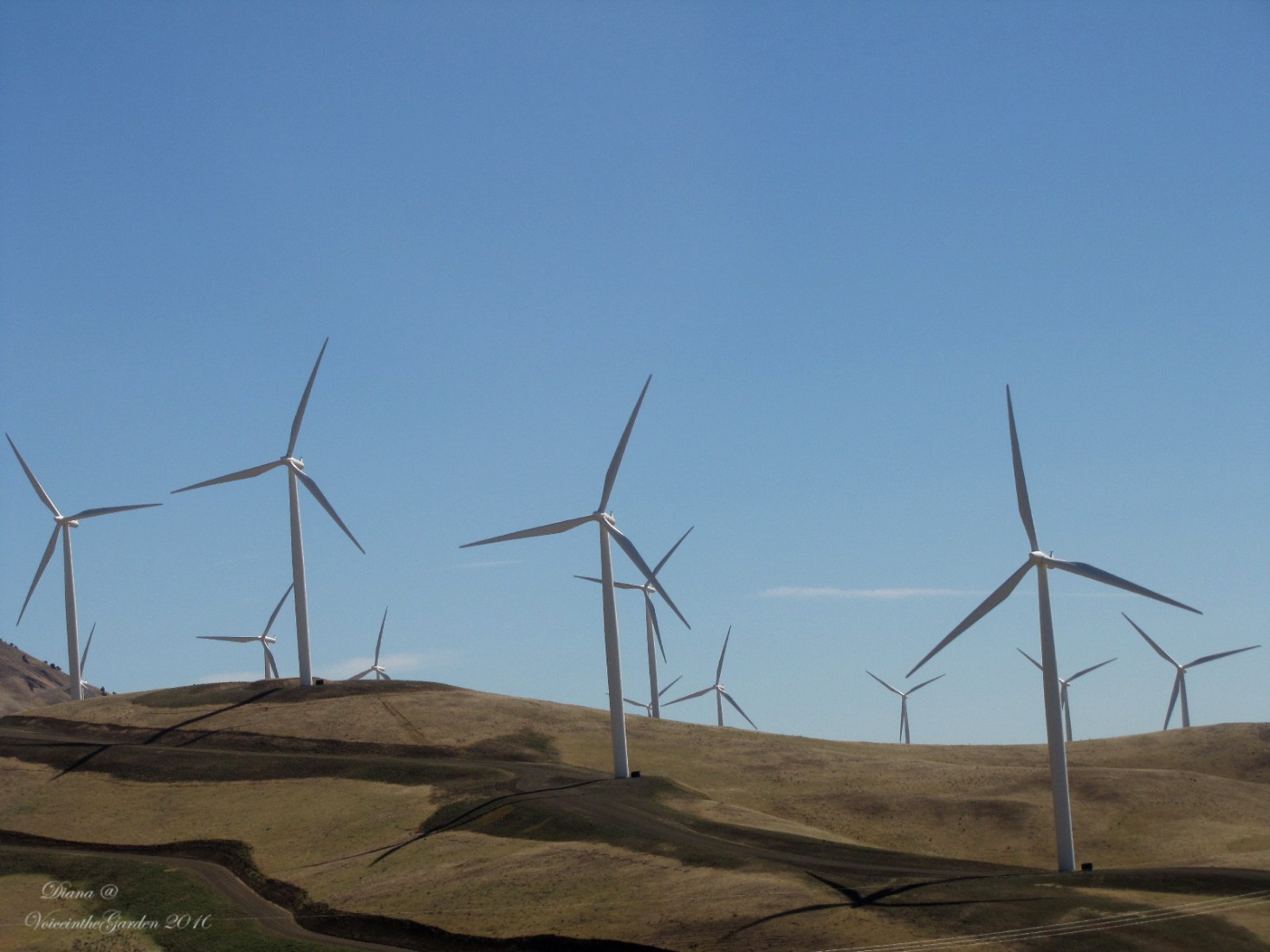 Voice In The Garden: Van Morrison Concert, Windy Point Wind Farm, SkyWatch