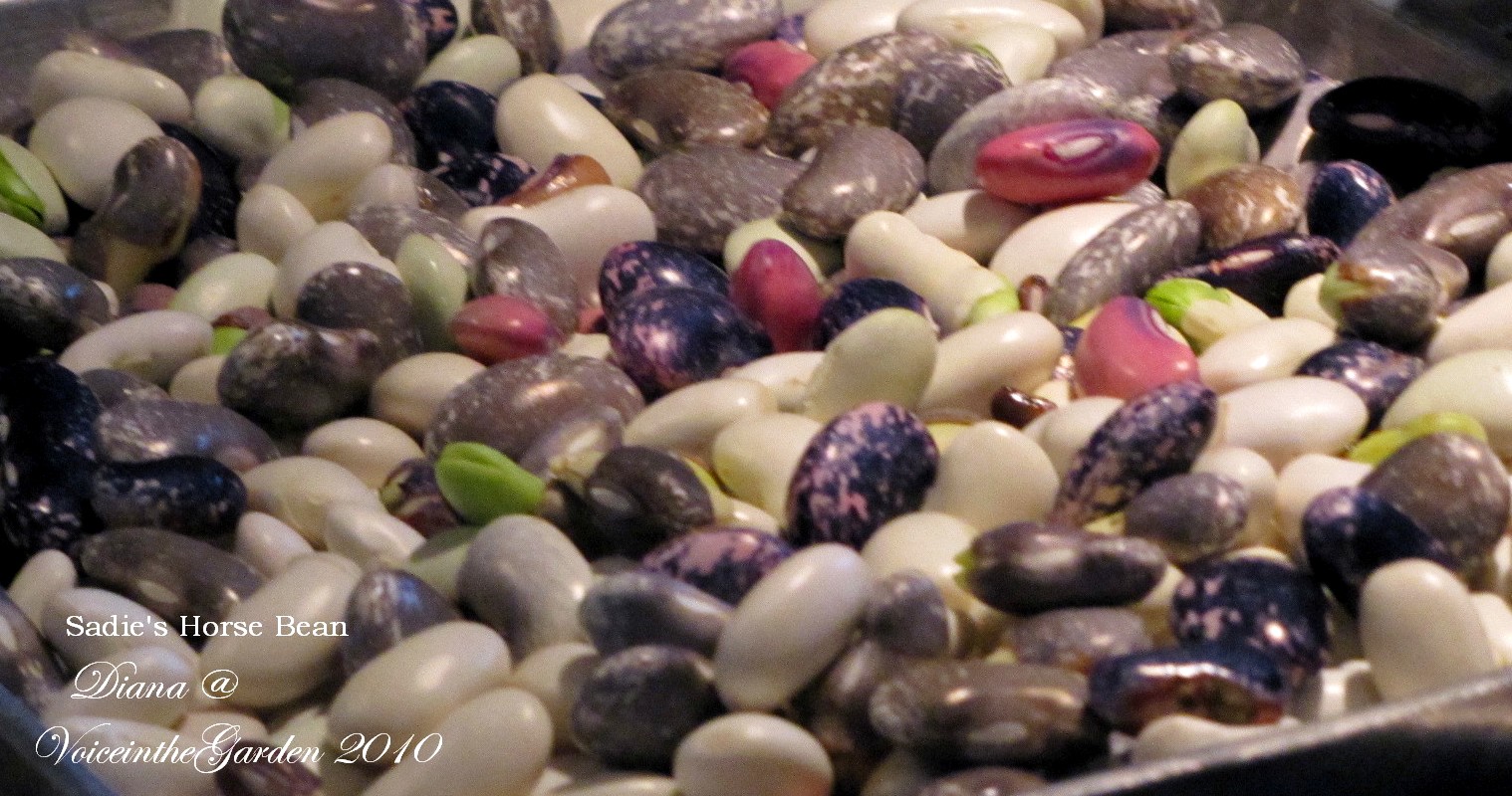 Voice In The Garden: Sadie's Horse Bean and Chicken Stew