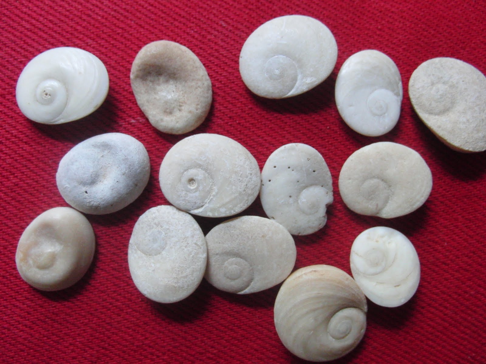 CANARIAS: HISTORIAS NATURALES.: 93. Opérculos de Astraea rugosa, OJOS ...