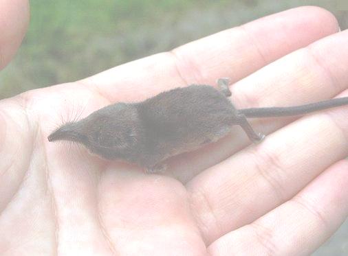 Big Rat: Shrew