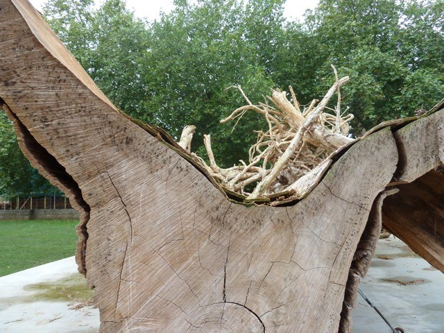 Travels with Shep: Tree trunks, dinos, fossils and views: Oxford