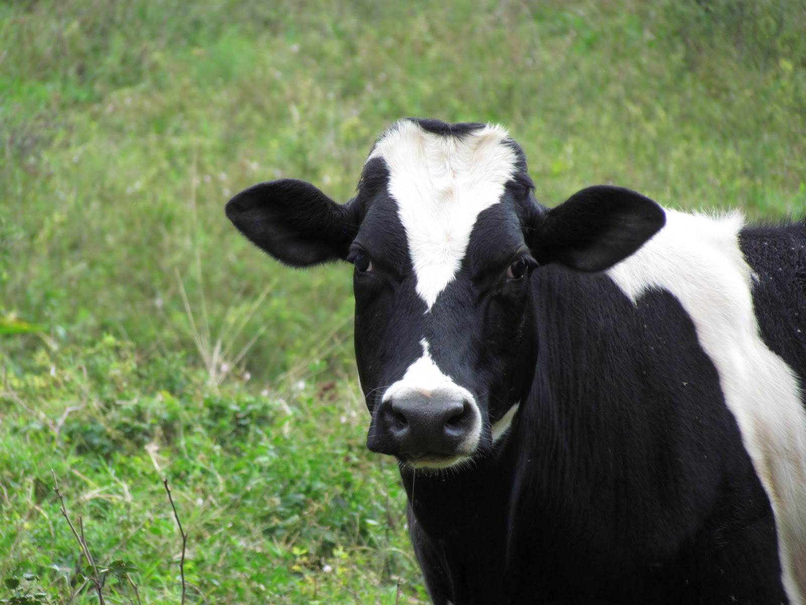 Foto Blog Puerto Rico: La Vaca Muuu!!!