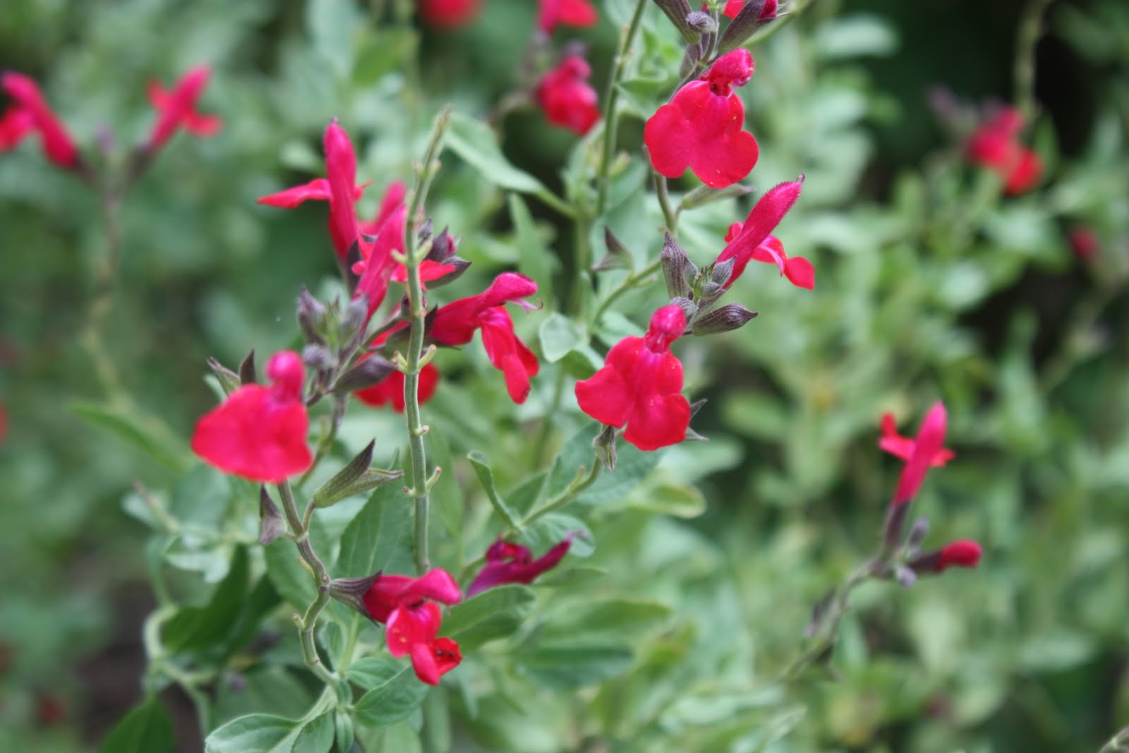 Salvia in Red