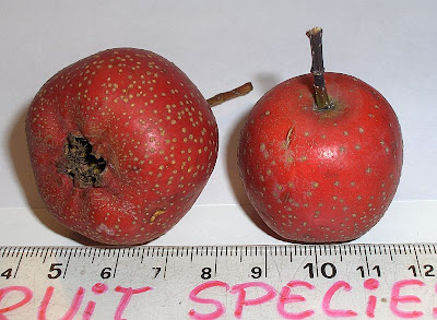 Fruit Species: HAWTHORN - CHINESE HAW