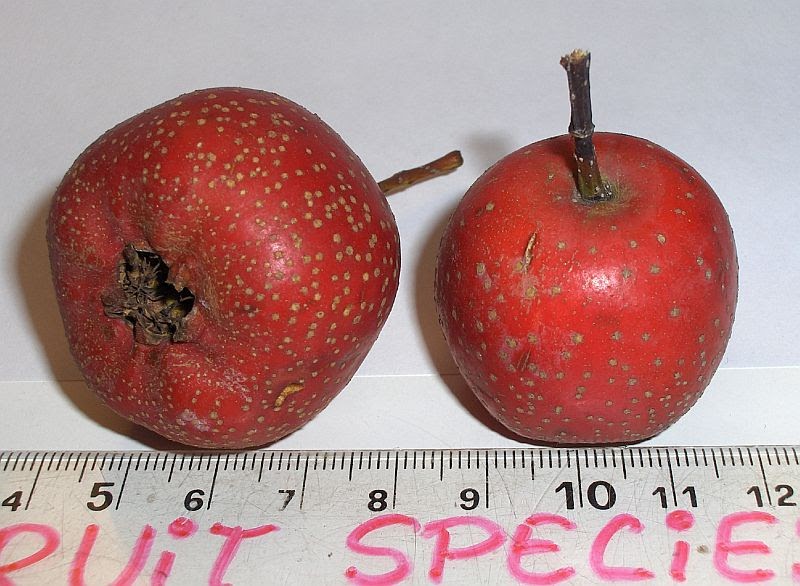 Fruit Species: HAWTHORN - CHINESE HAW
