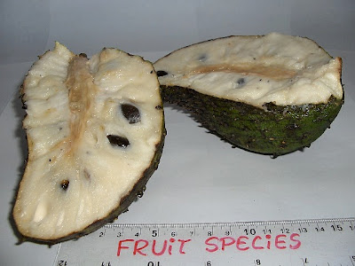 Fruit Species: SOURSOP