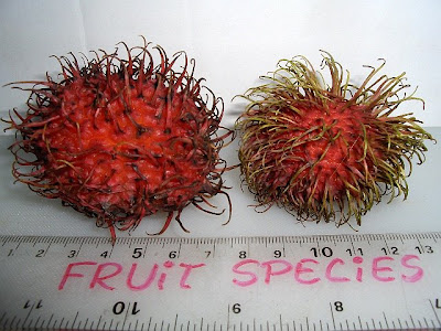Fruit Species: RAMBUTAN (Red Skin)