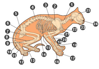 Cat’s Body | Cat's Information