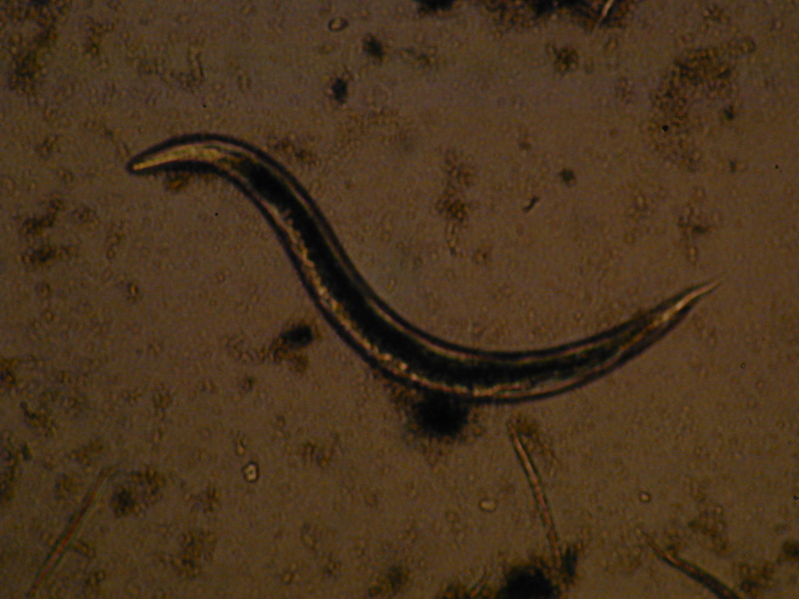 Anthony's Weekly Developmental Biology Blog: Weekly Dev Bio post. LAB ...