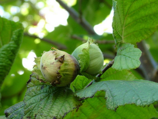 danau kasih: hazel nut / kacang hazel