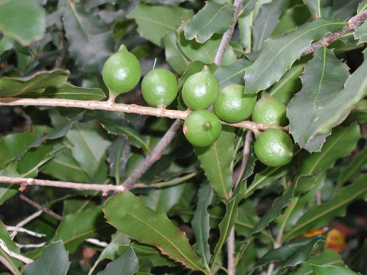 danau kasih: Macadamia nut / kacang makadamia