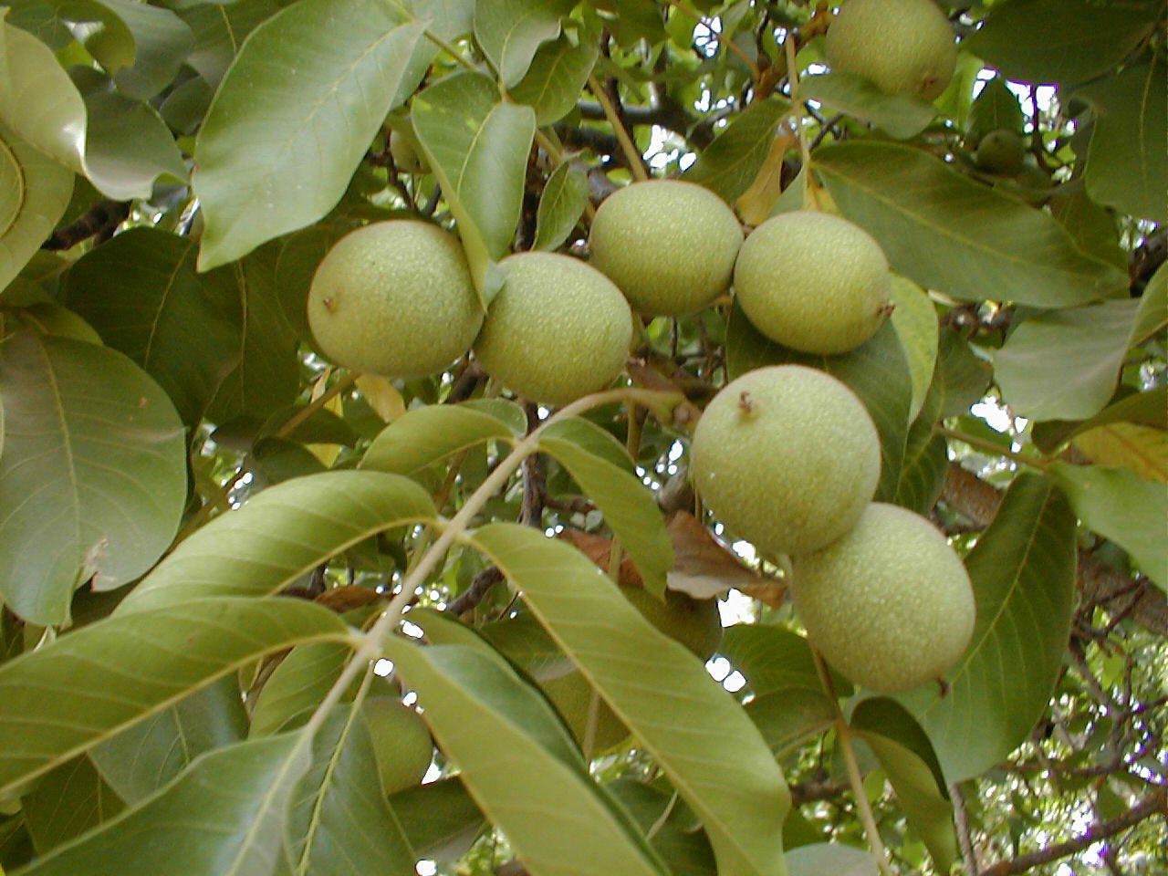 danau kasih: walnut