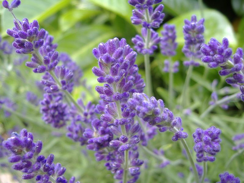 danau kasih: Lavenders / Lavandula spica L