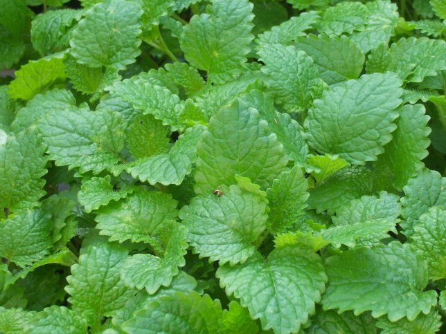danau kasih: Lemon balm / Melissa officinalis