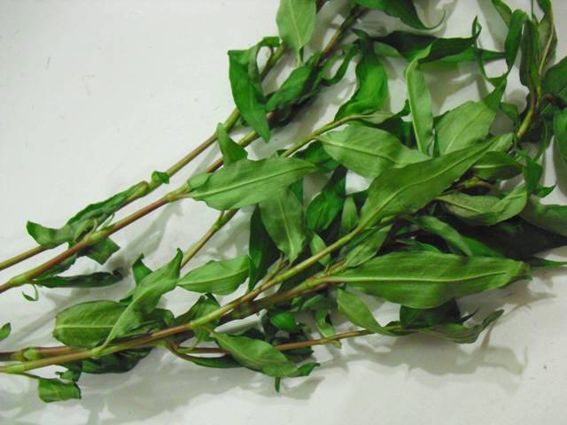 danau kasih: Persicaria odorata / Vietnamese Mint / daun kesom