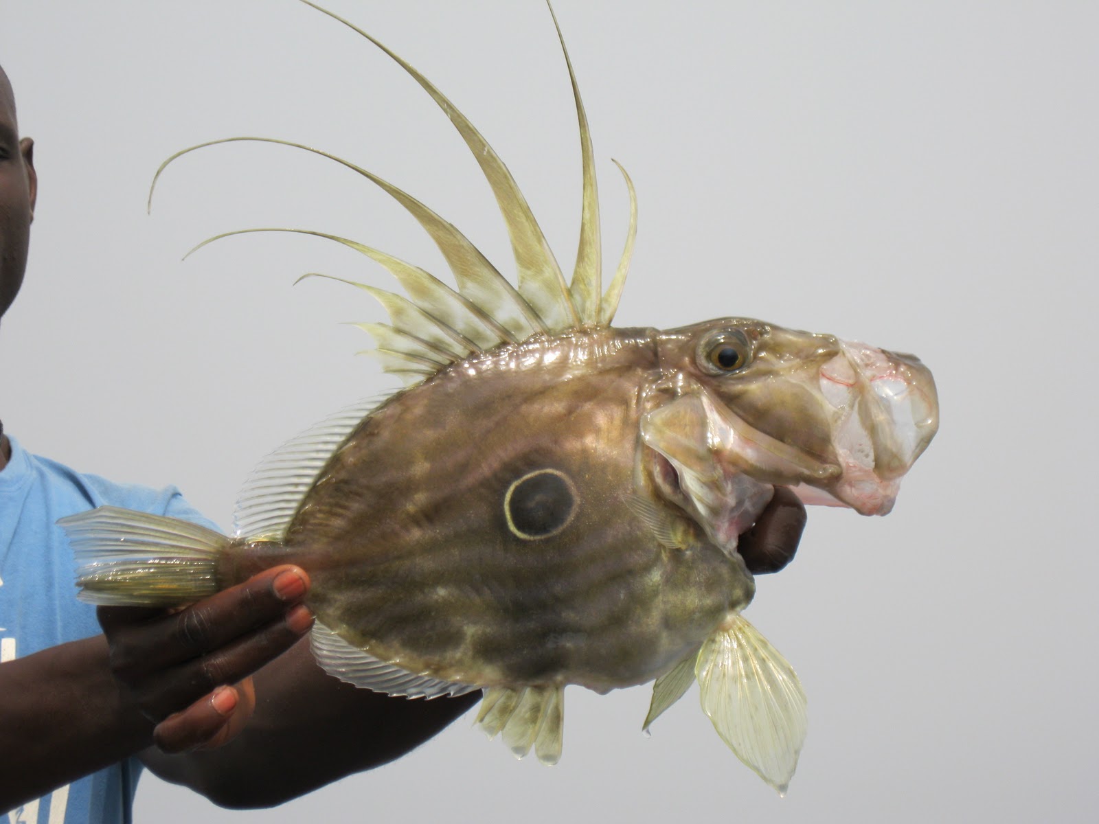 Adventures in Ghana: Offshore Fishing (Tema, Ghana)