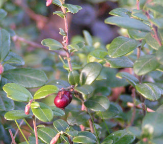 Min Skattkammare: Lingonris