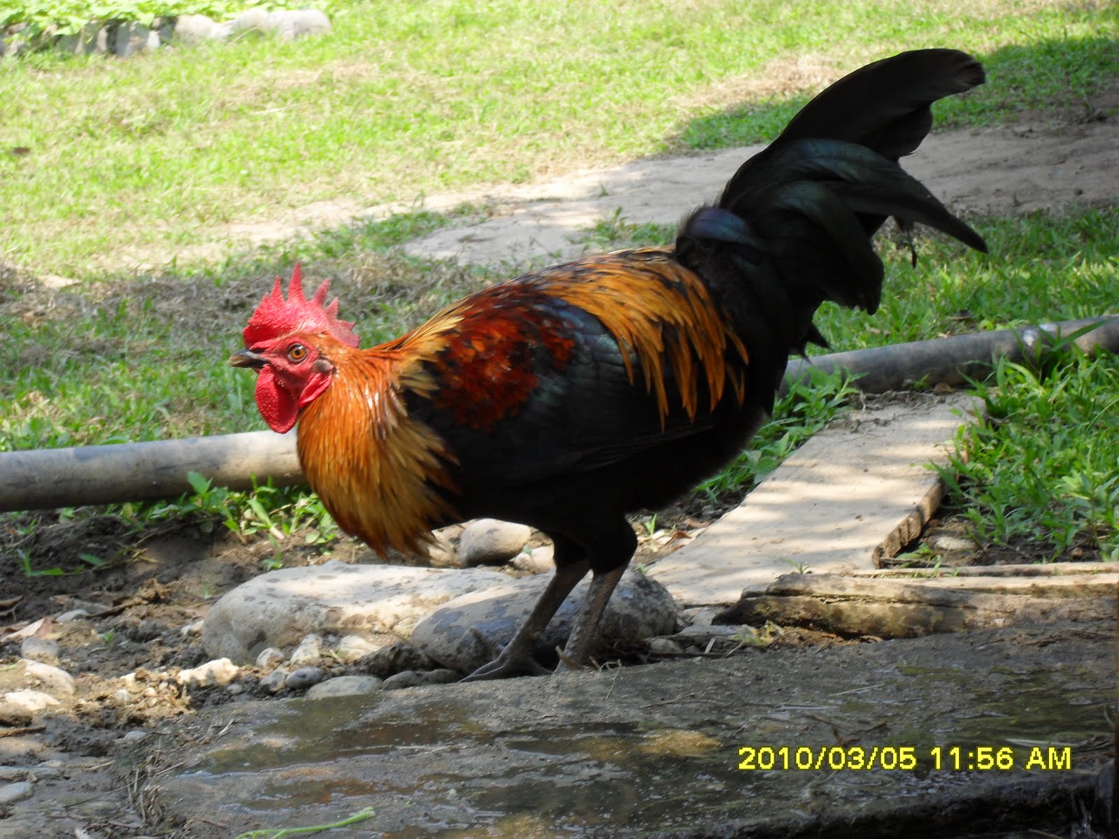 PHOTOS, PEOPLE, PLACES, FOODS AND ANIMALS...: Native Chicken