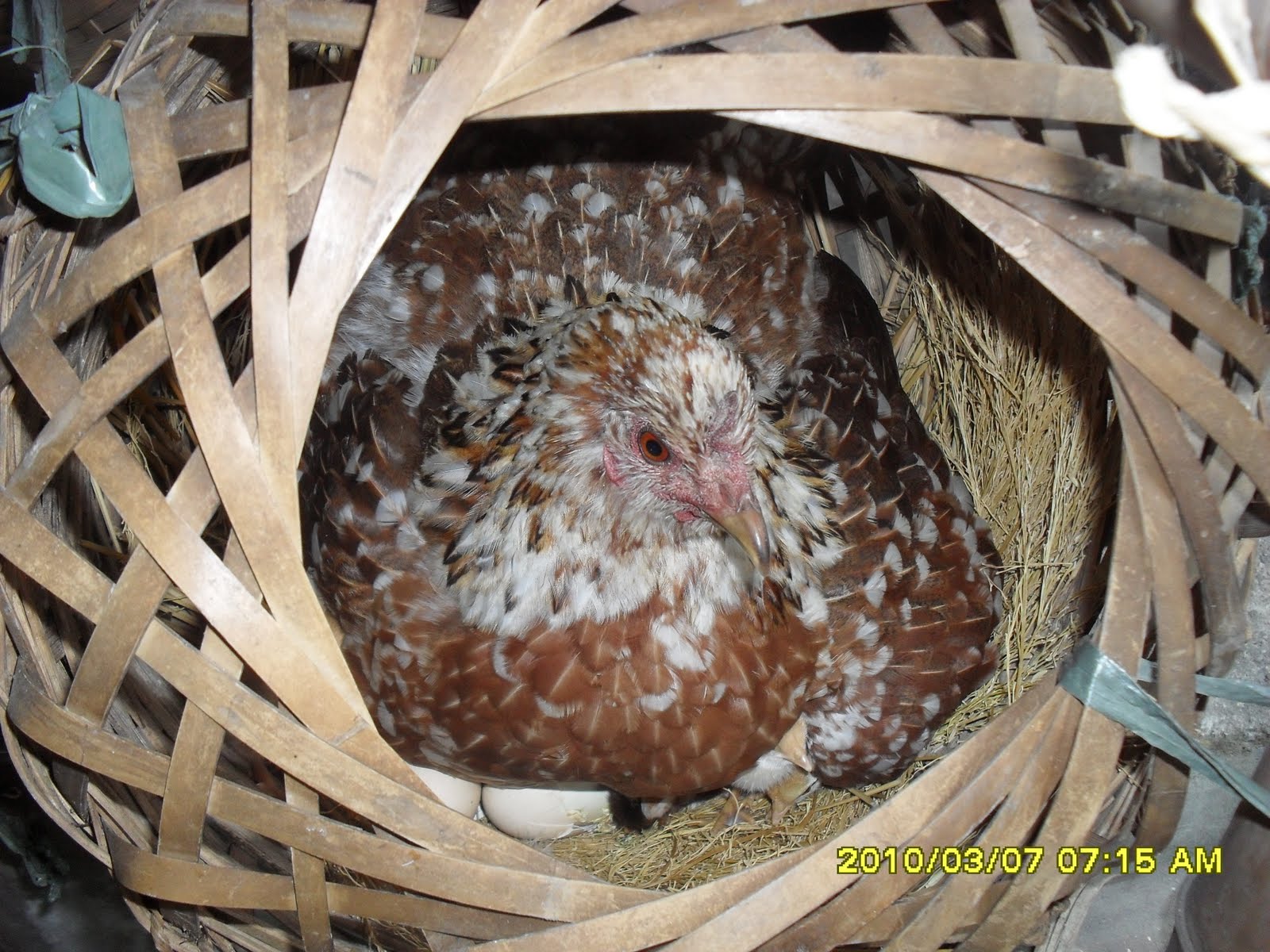 PHOTOS, PEOPLE, PLACES, FOODS AND ANIMALS...: Native Chicken