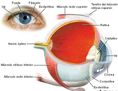 Biología: Partes del ojo interno y externo