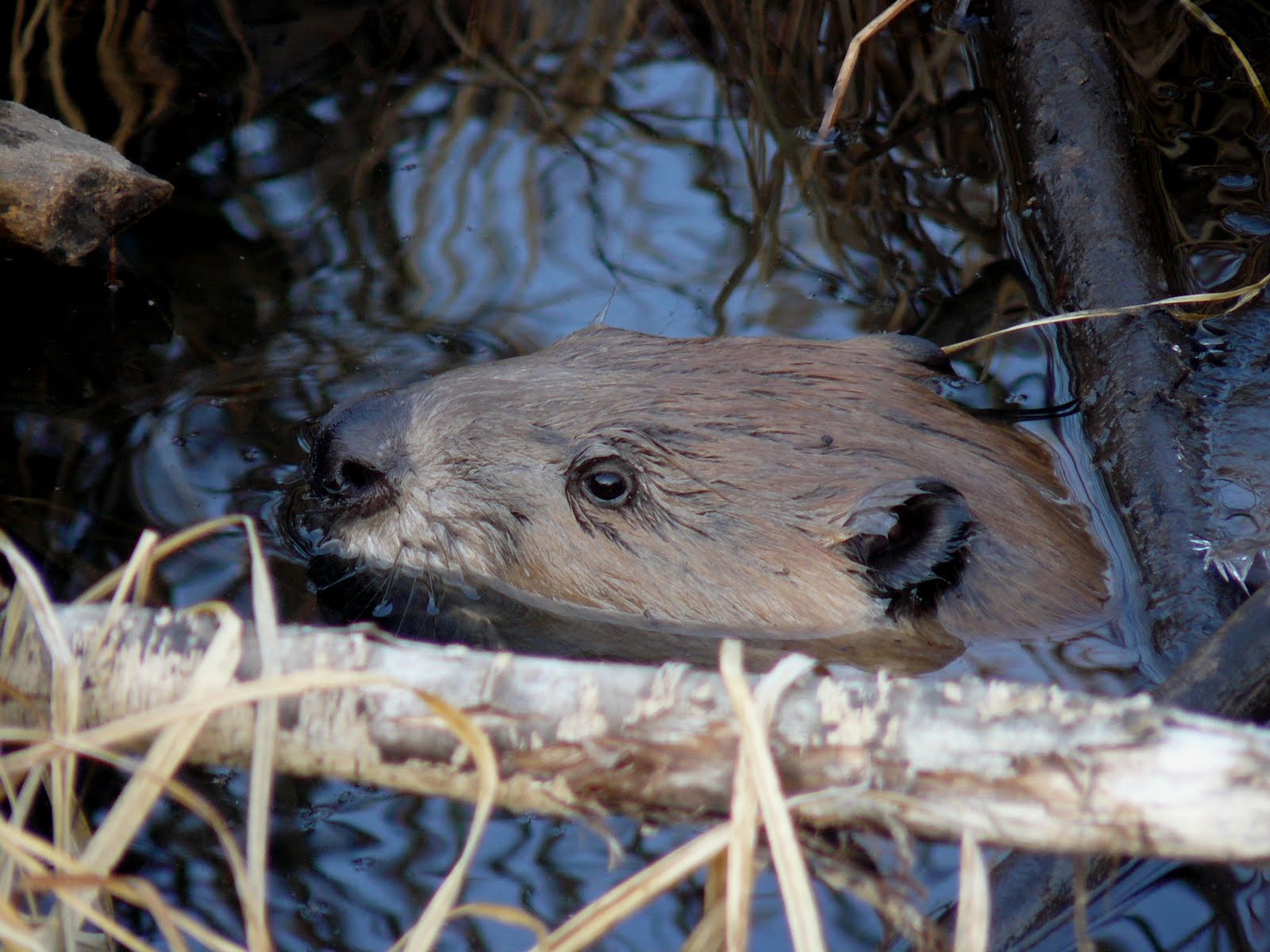 Beaver Boardwalk Blog: Beaver close up