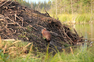 Beaver Boardwalk Blog: Plastering the Lodge