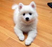 Happy Doggy Adoption: ADOPT: Jasmine the Japanese Spitz