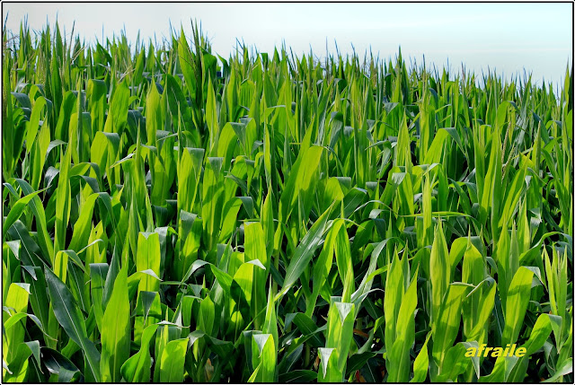 Mi Album de Fotos: Maizal.