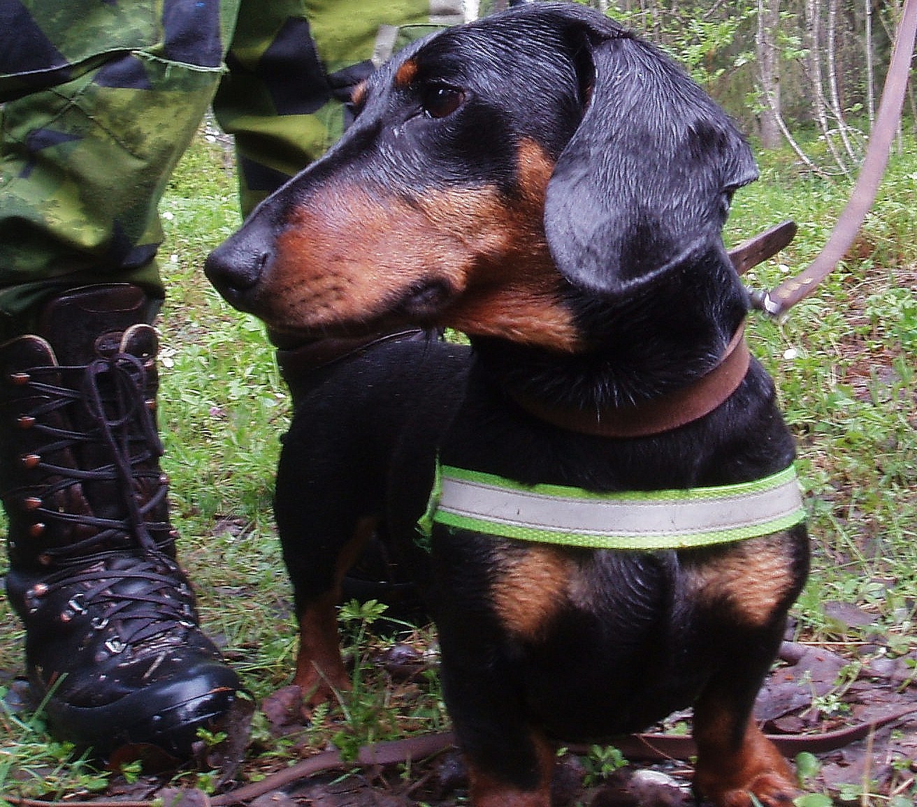 Jakt-JaktCocker-Spaniel andra Hundraser-VardagsMat: Taxar