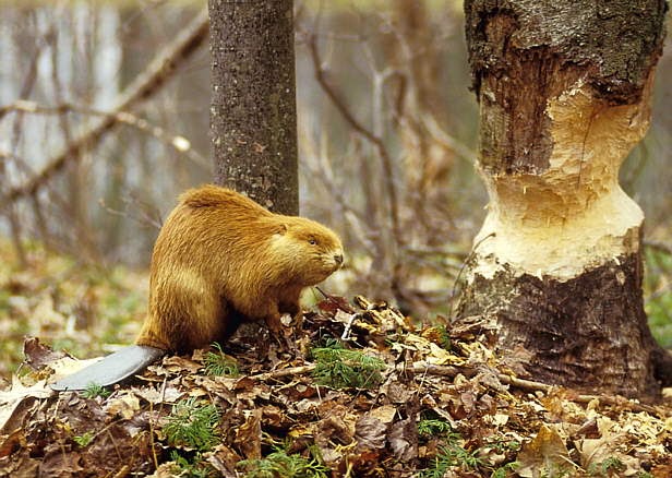 CASTORES :'''NO LO SE!!!... ¿O SI?