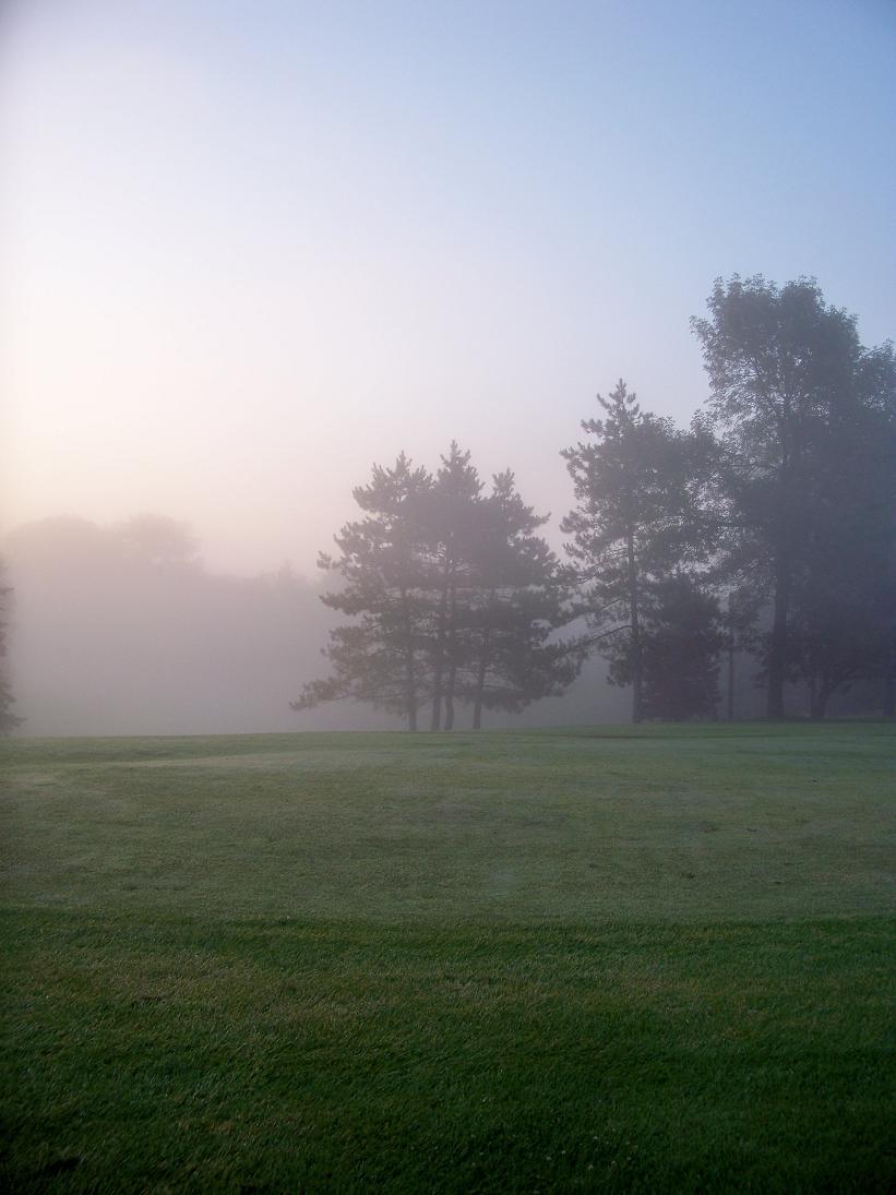 Greetings from the Shady Grove