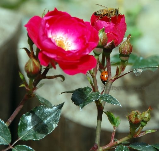 Happy Sunshine: Agros - The Rose Village