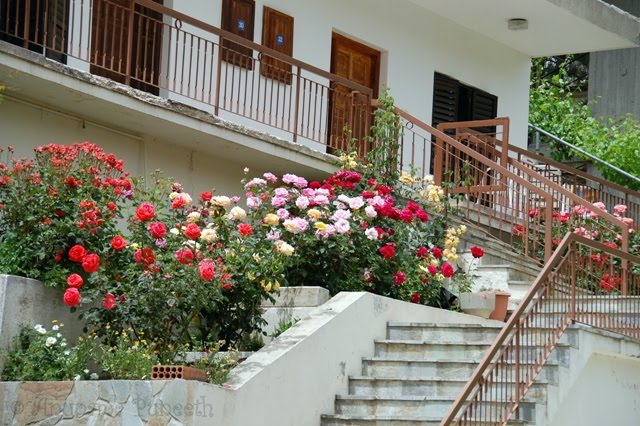 Happy Sunshine: Agros - The Rose Village