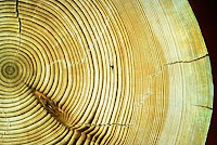 Dendrología – Historias, Geografías y Artes