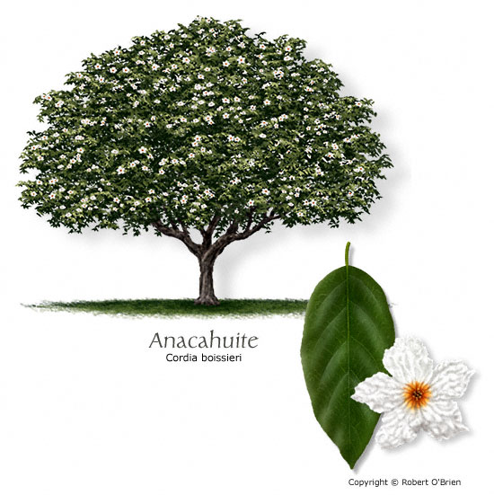 Hierbas y Salud: Anacahuita