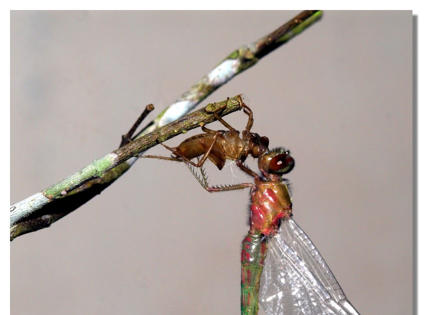 Dragons & Damsels: Rhodothemis rufa